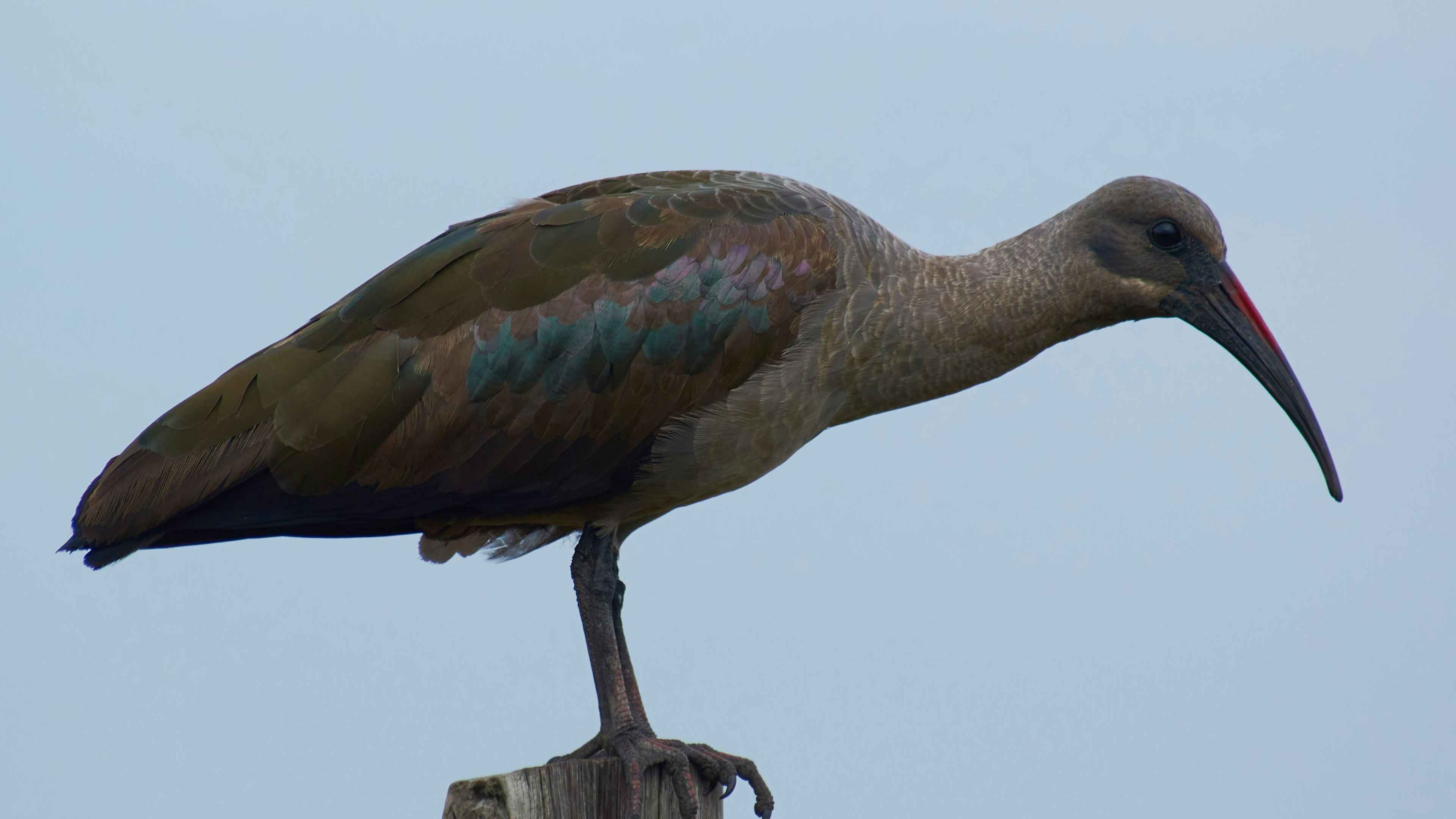 5+ Best Dodo Jokes - Worst Jokes Ever