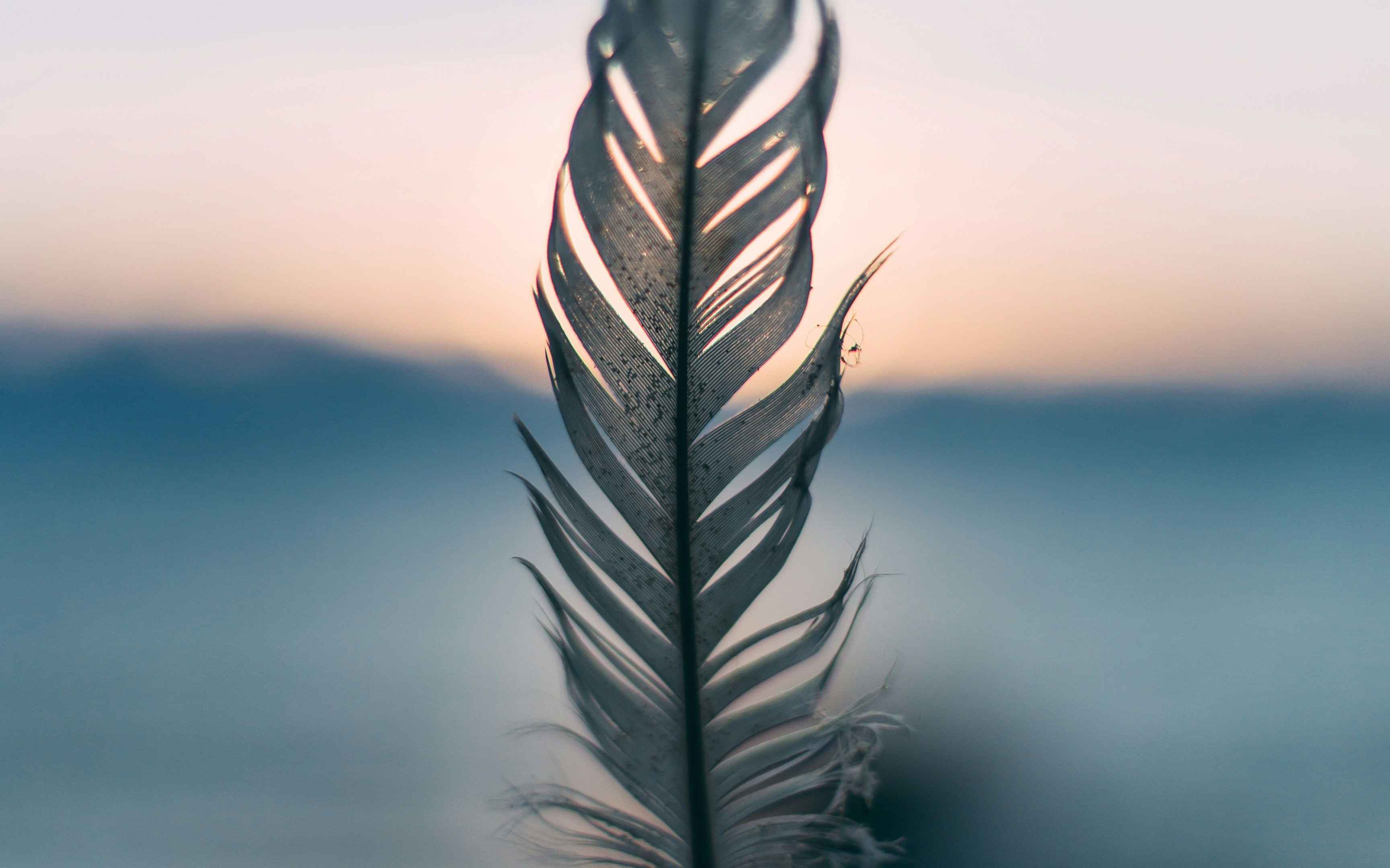 50+ Best Feather Jokes - Worst Jokes Ever