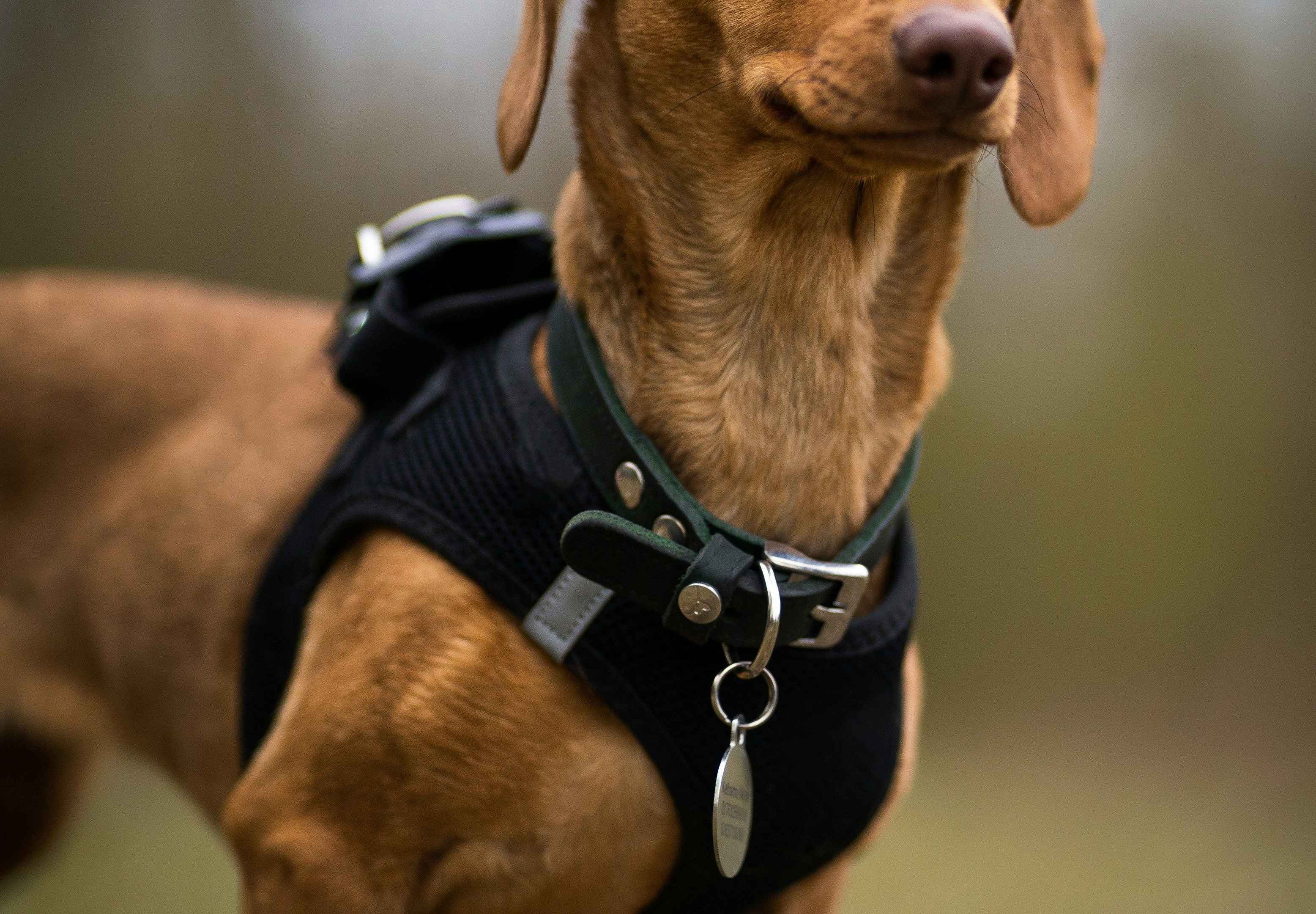Harness Memes - Worst Jokes Ever