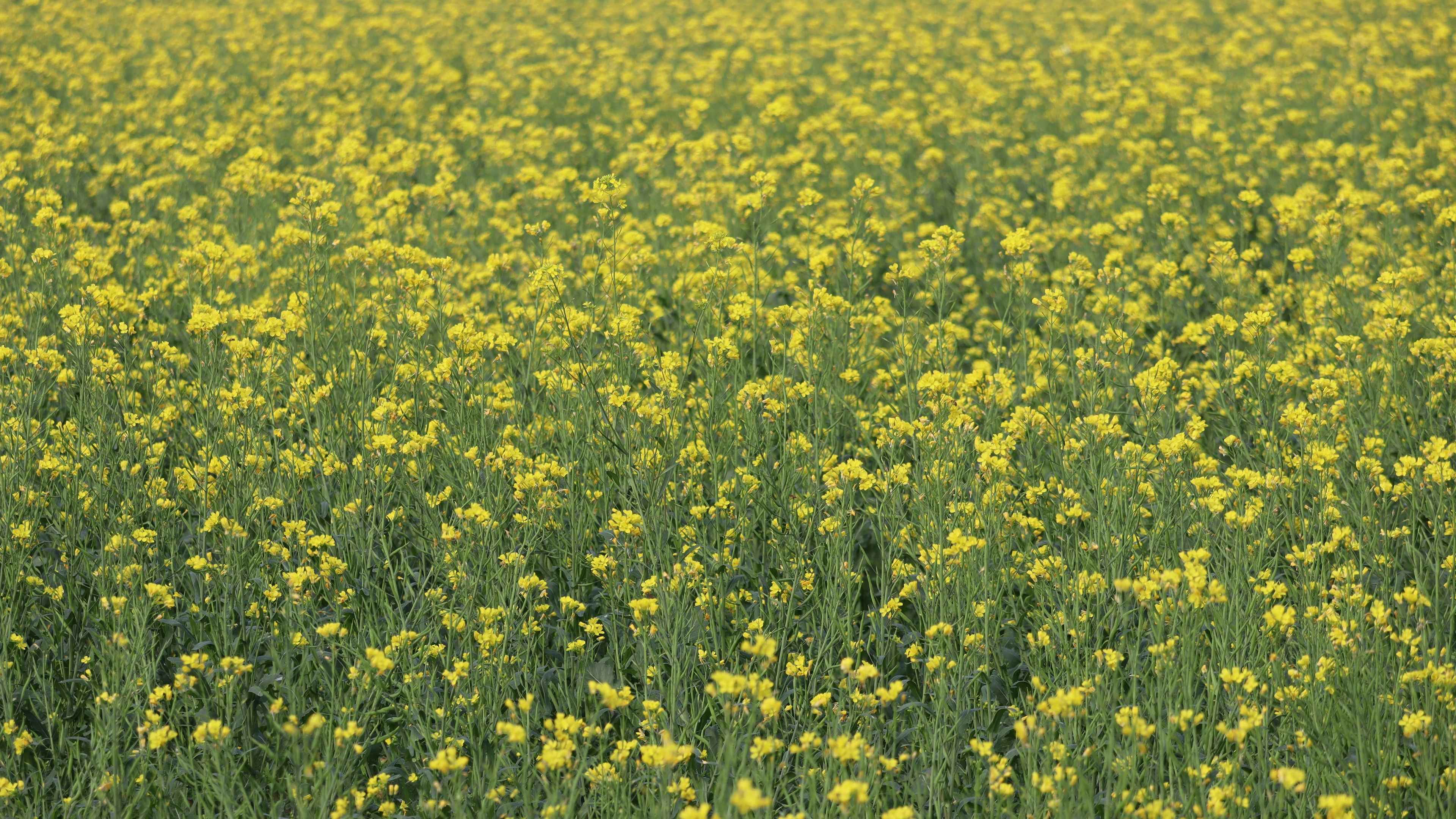 Mustard Gas Jokes - Worst Jokes Ever
