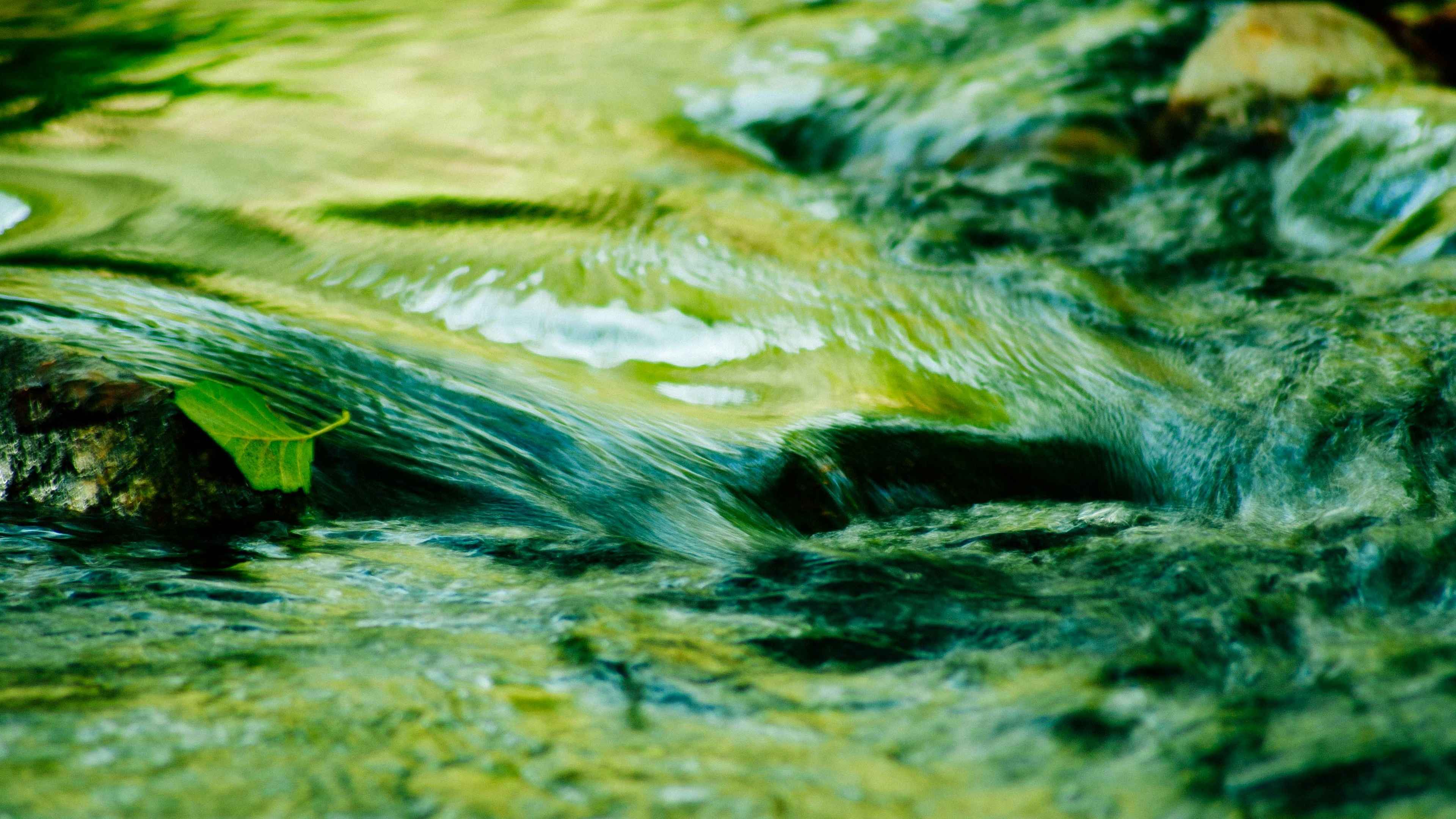 10+ Best Seaweed Jokes - Worst Jokes Ever