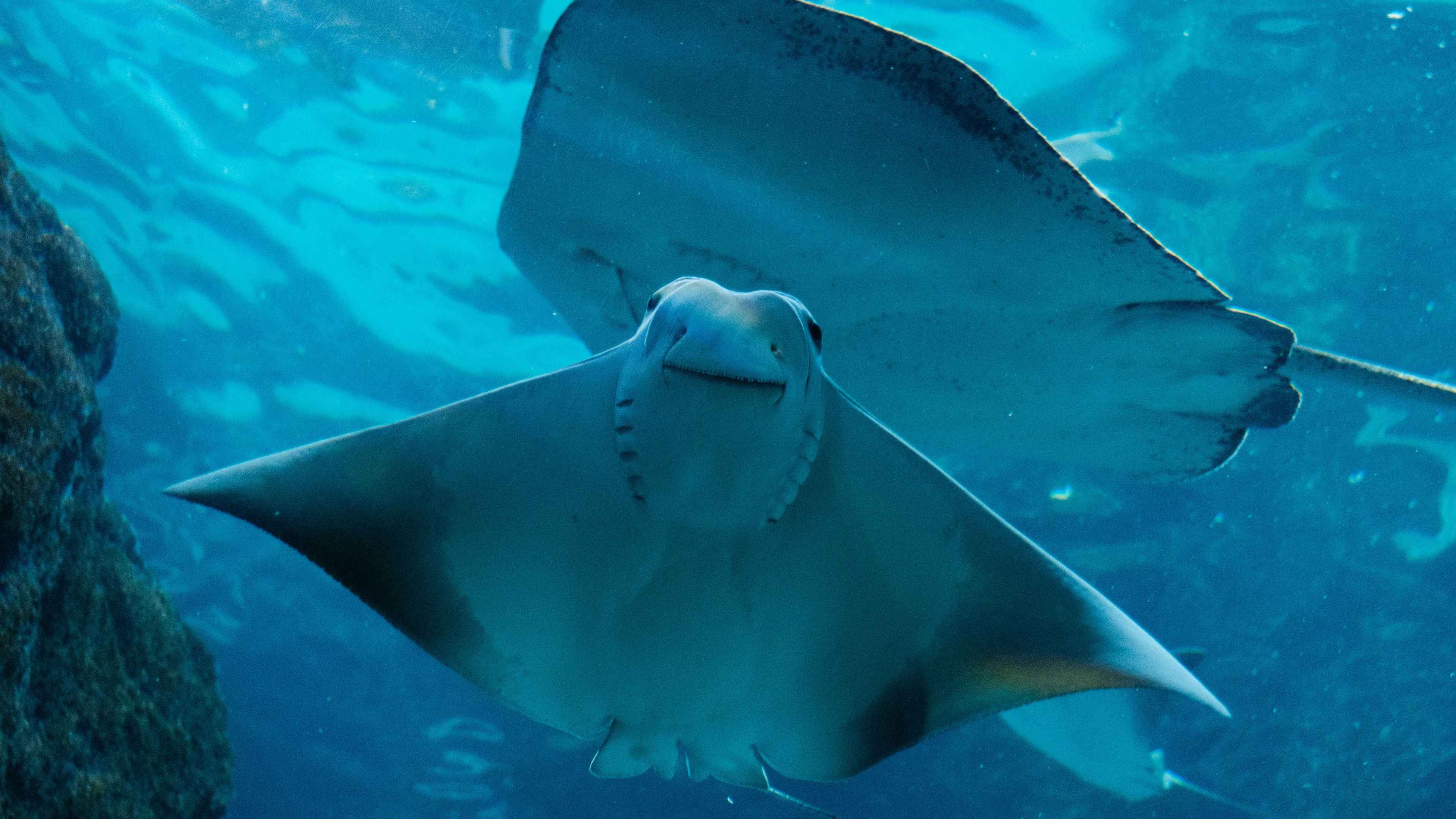 Stingray Jokes - Worst Jokes Ever