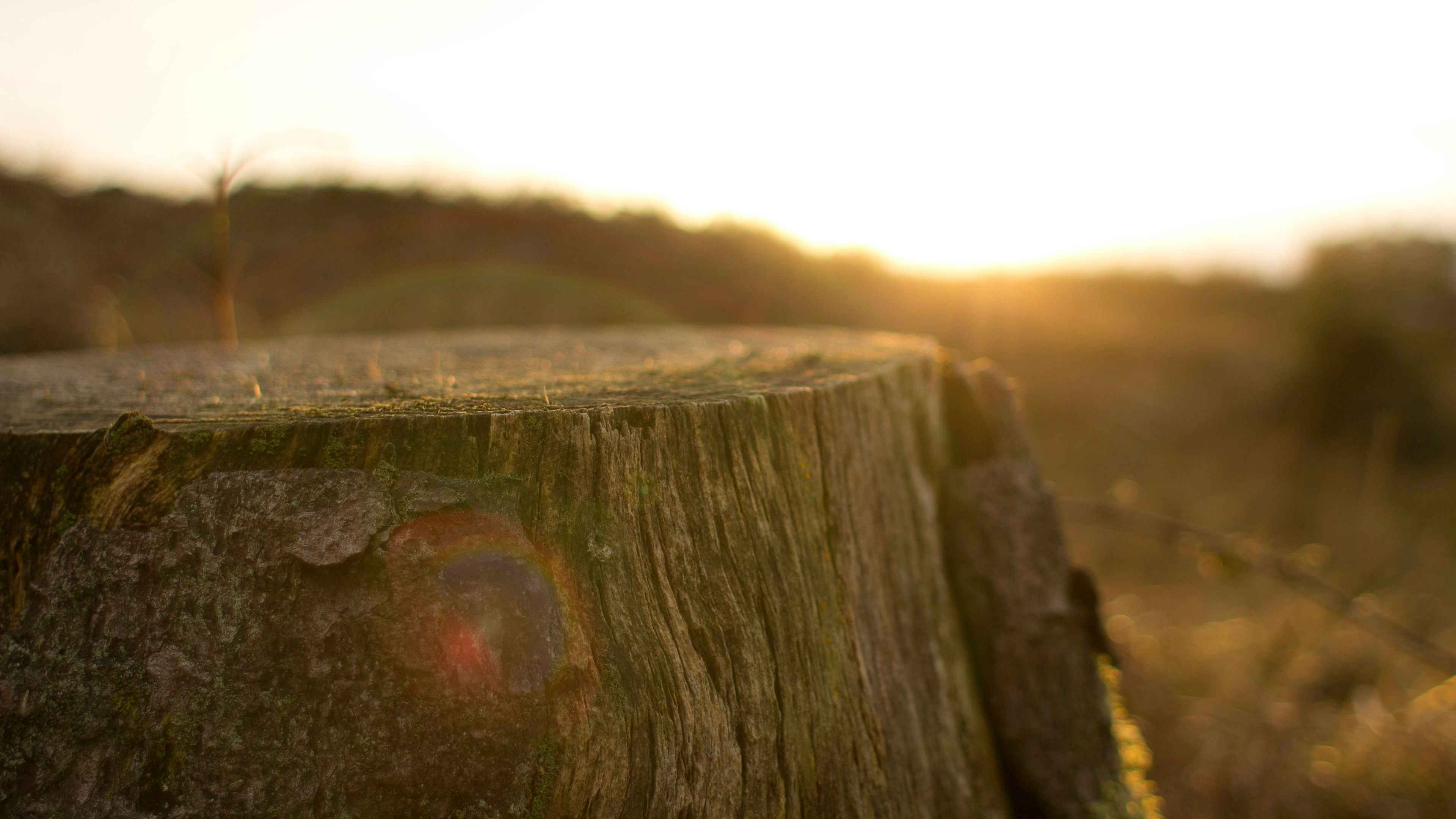 15+ Best Stump Jokes - Worst Jokes Ever